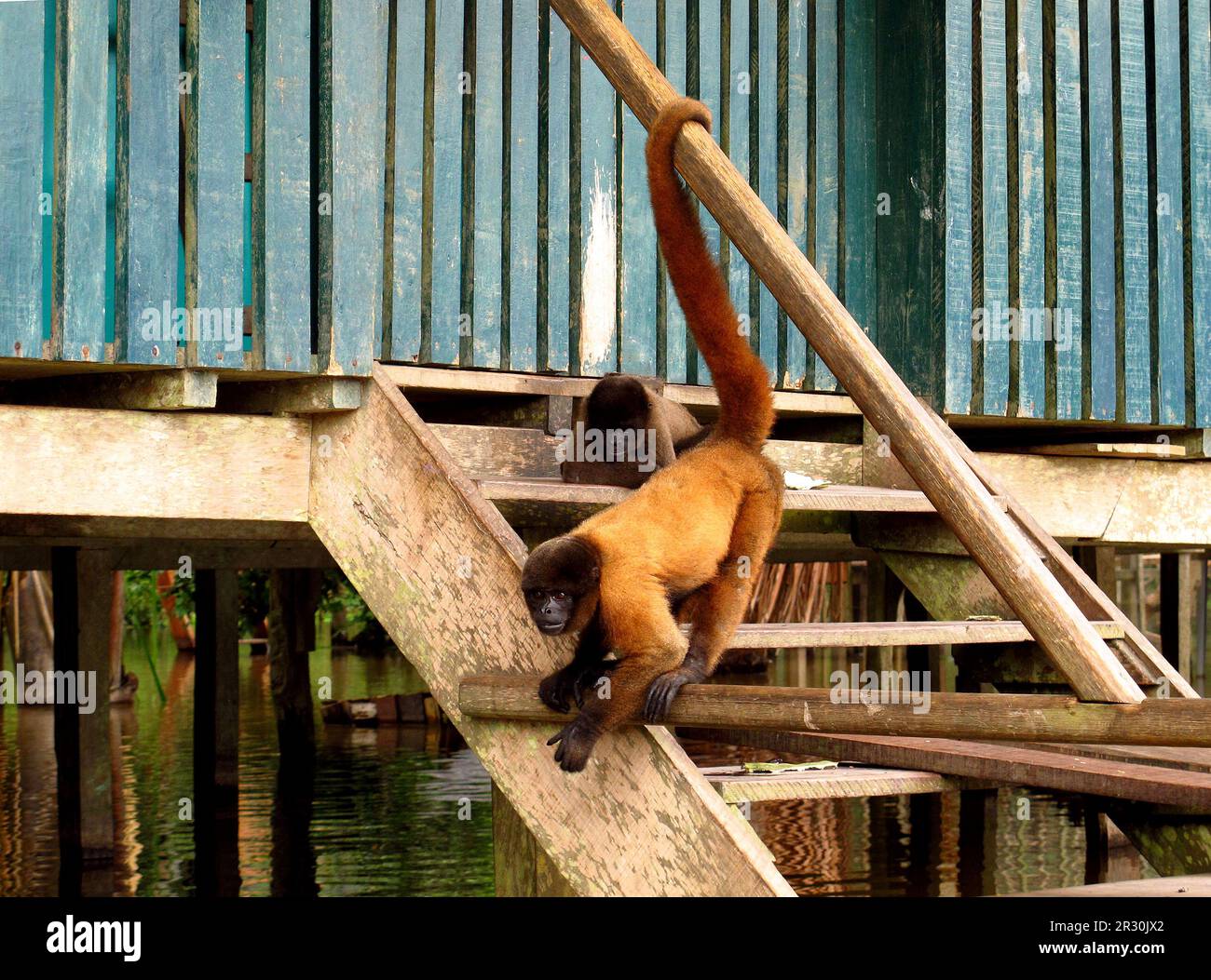 Peru monkey island hi-res stock photography and images - Alamy