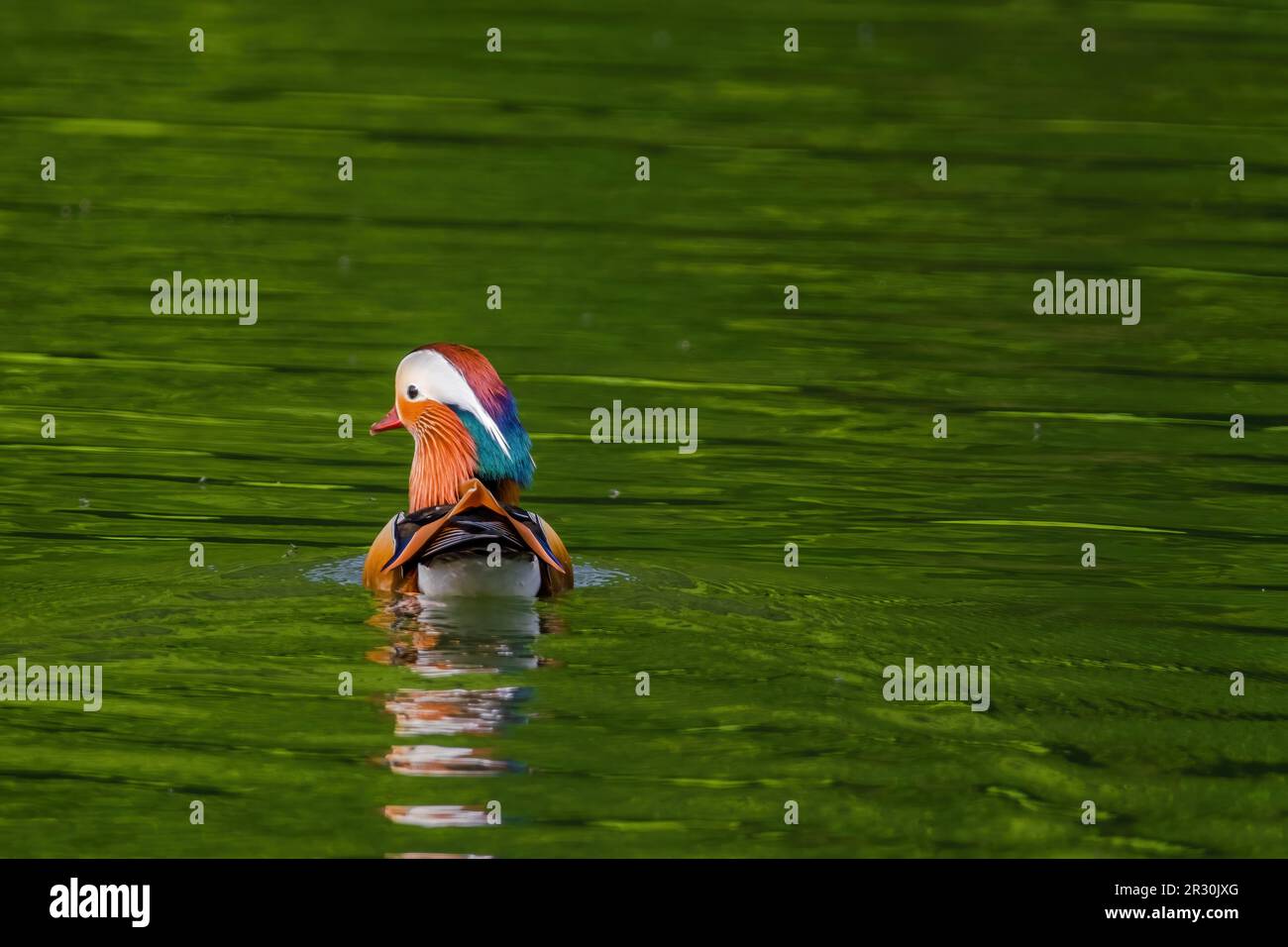 Love of mandarin duck hi-res stock photography and images - Alamy