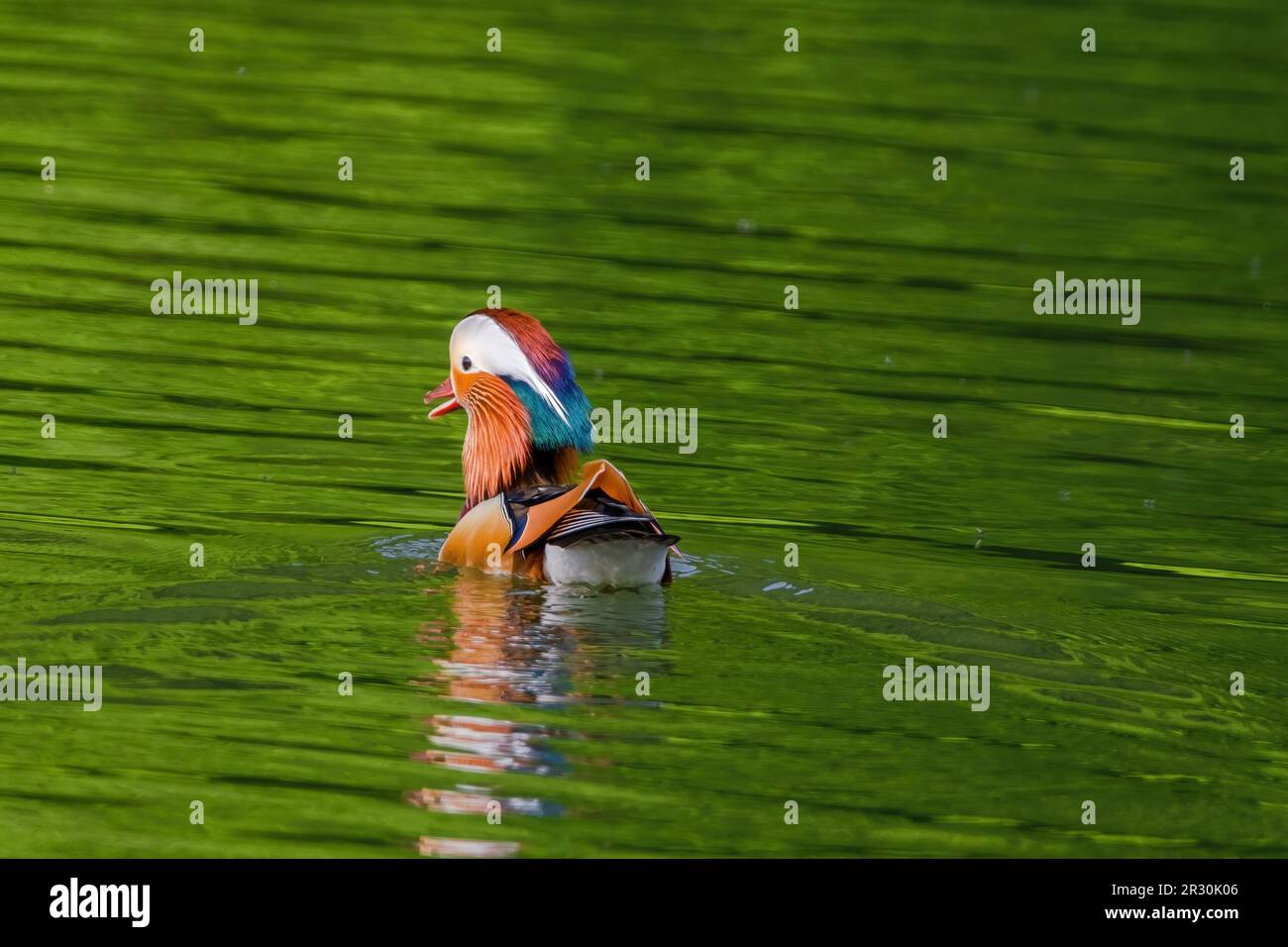 Love of mandarin duck hi-res stock photography and images - Alamy