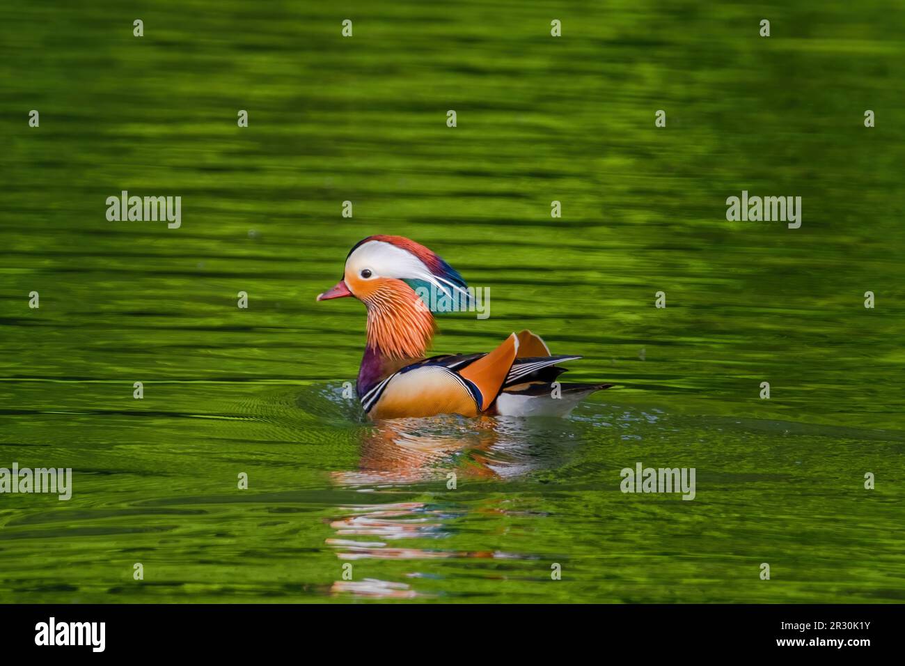 Love of mandarin duck hi-res stock photography and images - Alamy