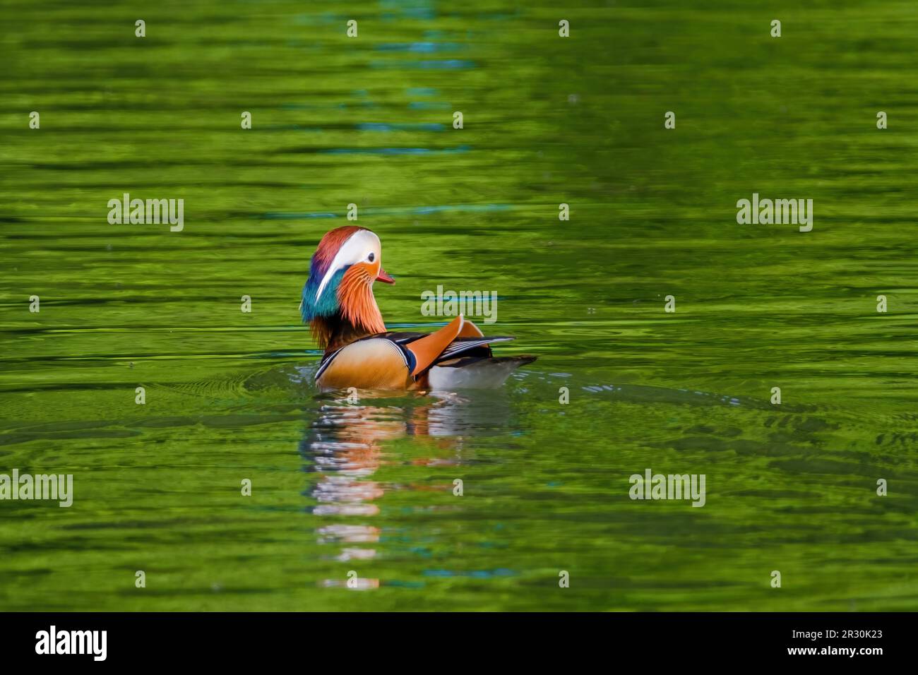 Mandarin duck swimming in a pond, birds wildlife Stock Photo - Alamy
