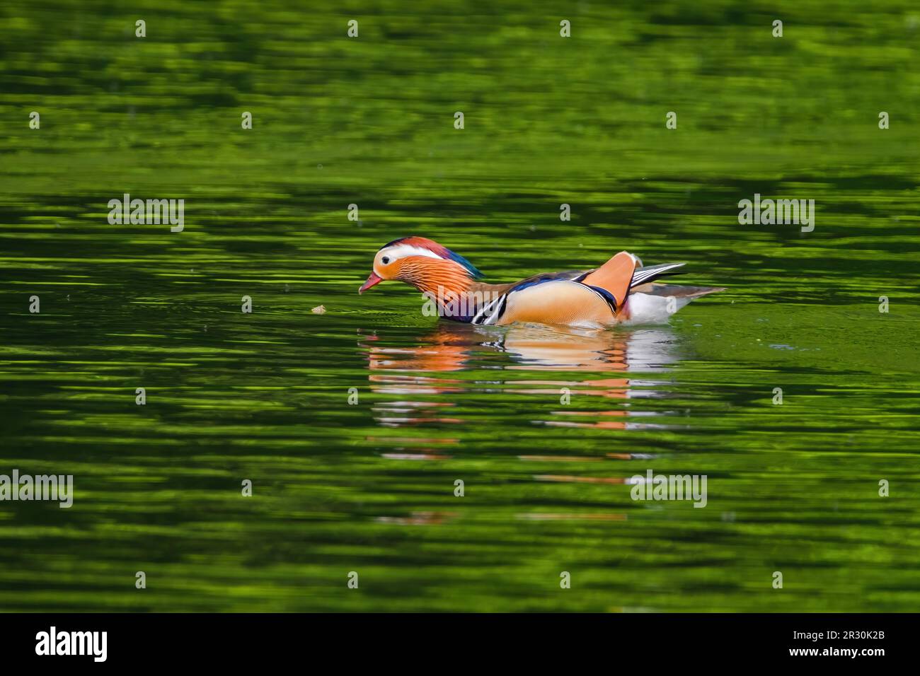 Mandarin duck swimming in a pond, birds wildlife Stock Photo - Alamy