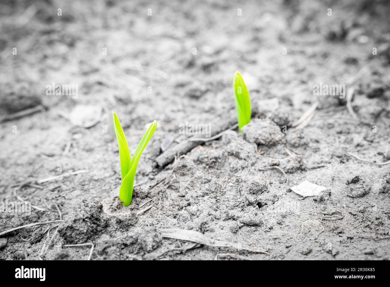 Young sprouted green sprout of corn grows in the soil of the vegetable ...