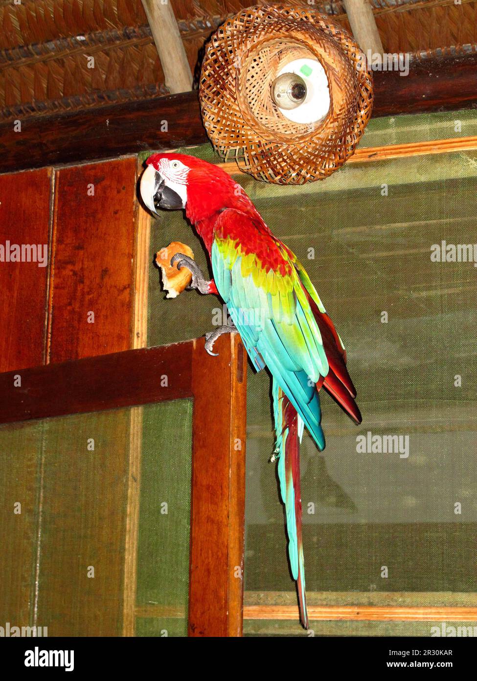 Parrot animal manaus amazônia hi-res stock photography and images - Alamy