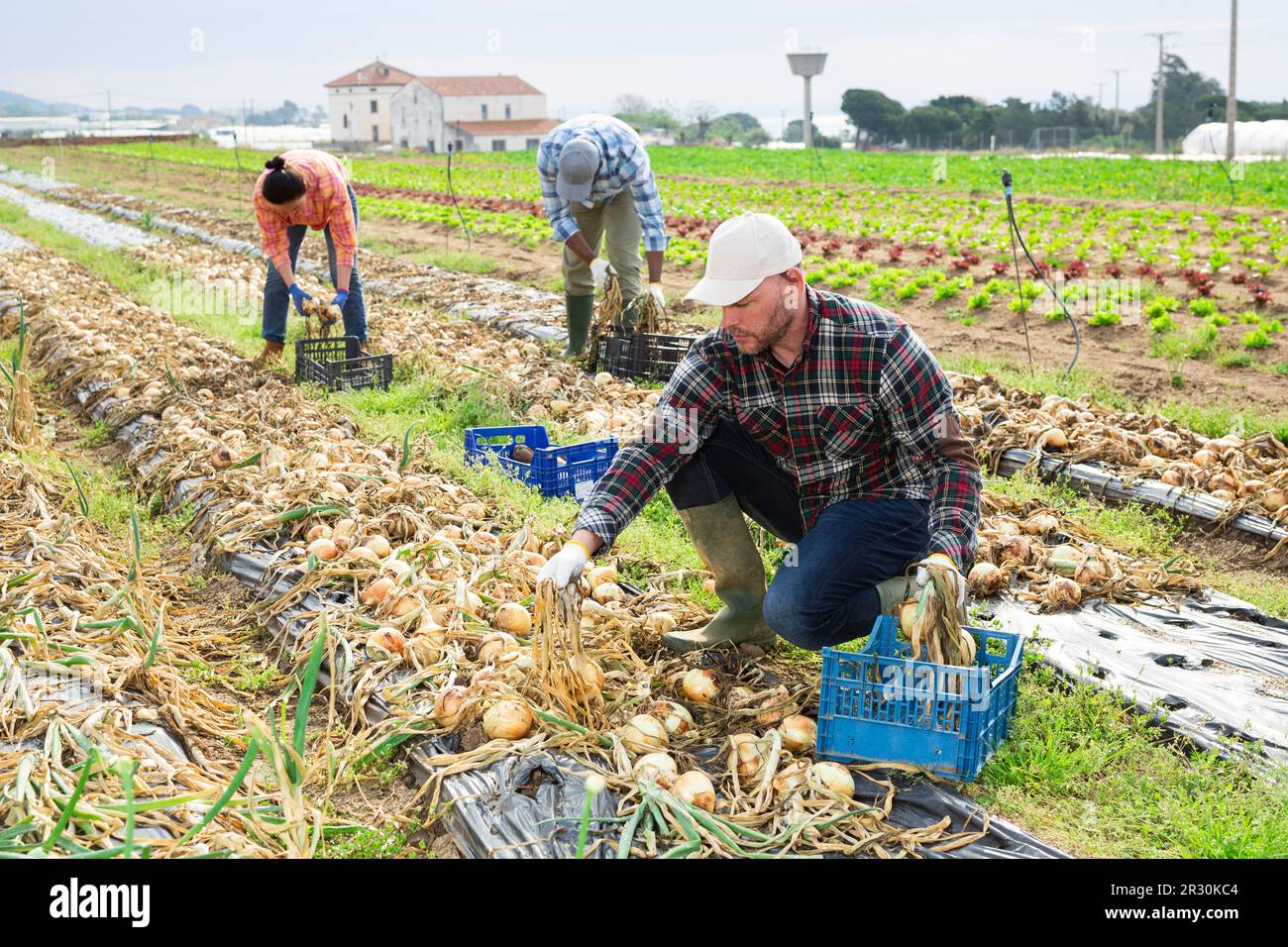 Skilled male farm worker hi-res stock photography and images - Alamy