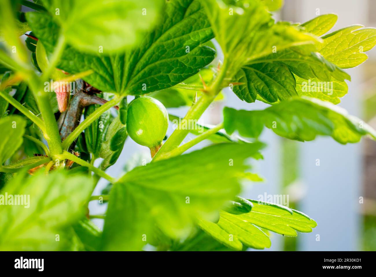 Green gooseberry growing close-up. Spring garden with berry bushes ...
