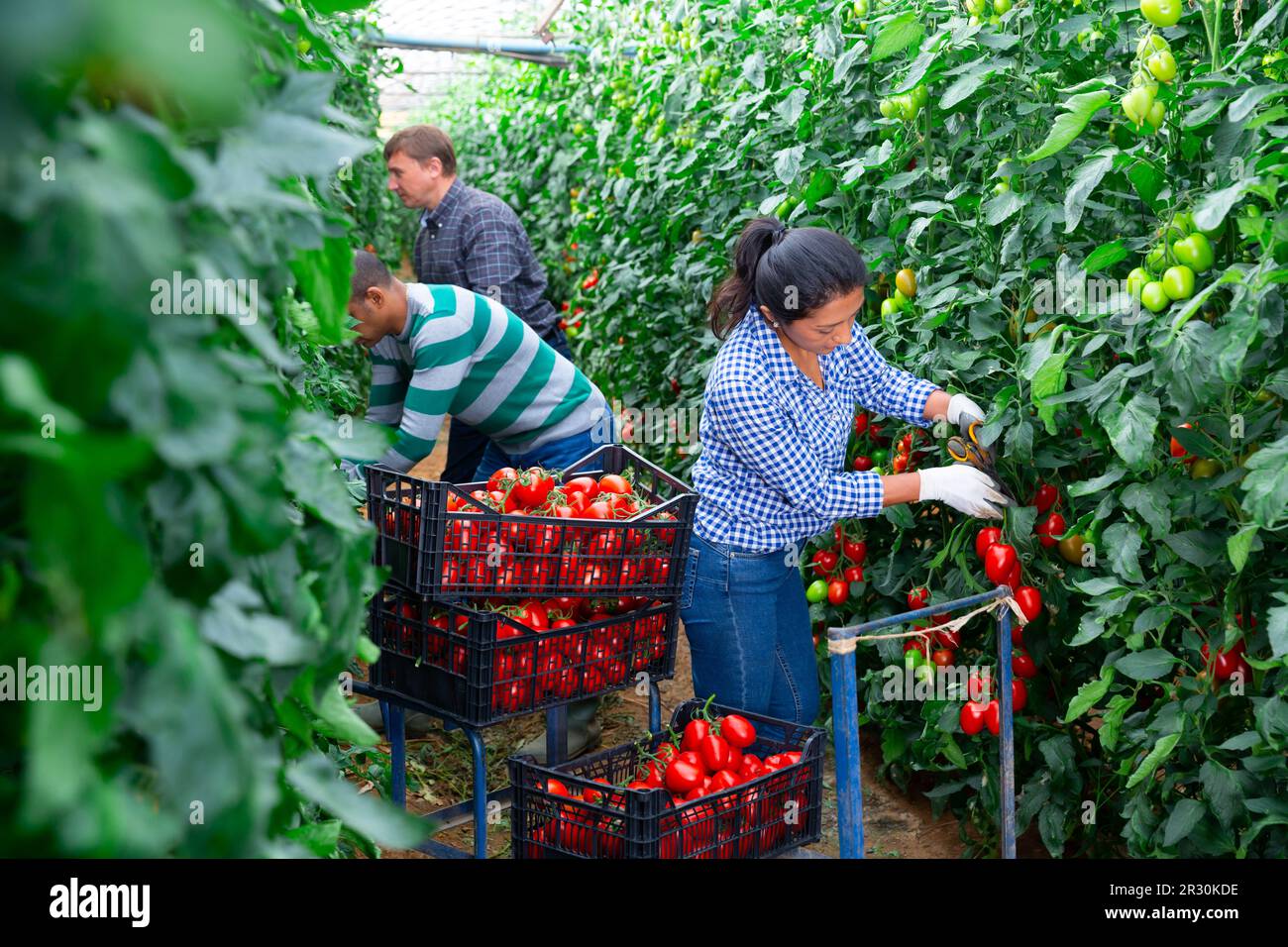 Group of gardeners harvesting tomatoes in glasshouse Stock Photo - Alamy