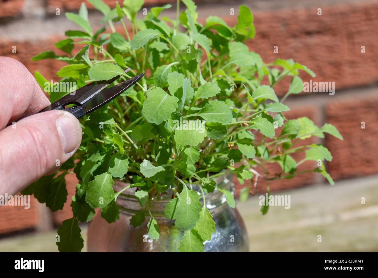 Cutting cress with garden cutters in a garden. Cress growing in a ...