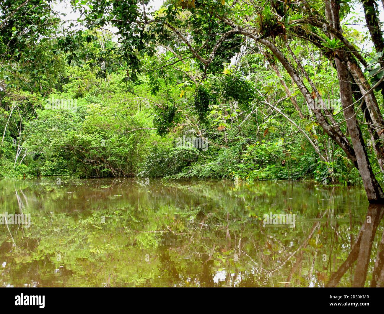 The Amazon river in Peru Stock Photo - Alamy