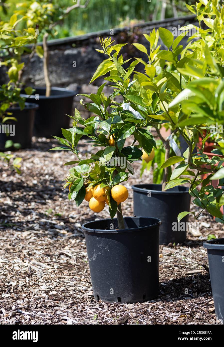 Panama Orange tree in the Trevince Gardens Estate, Gwenapp,Cornwall ...