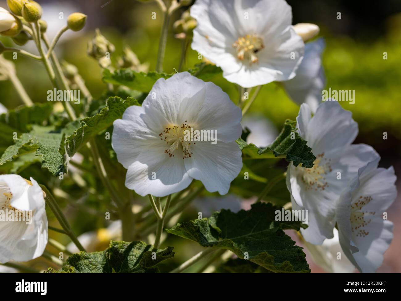 Tropical White Hydrengea in the Trevince Gardens Estate, Gwenapp ...