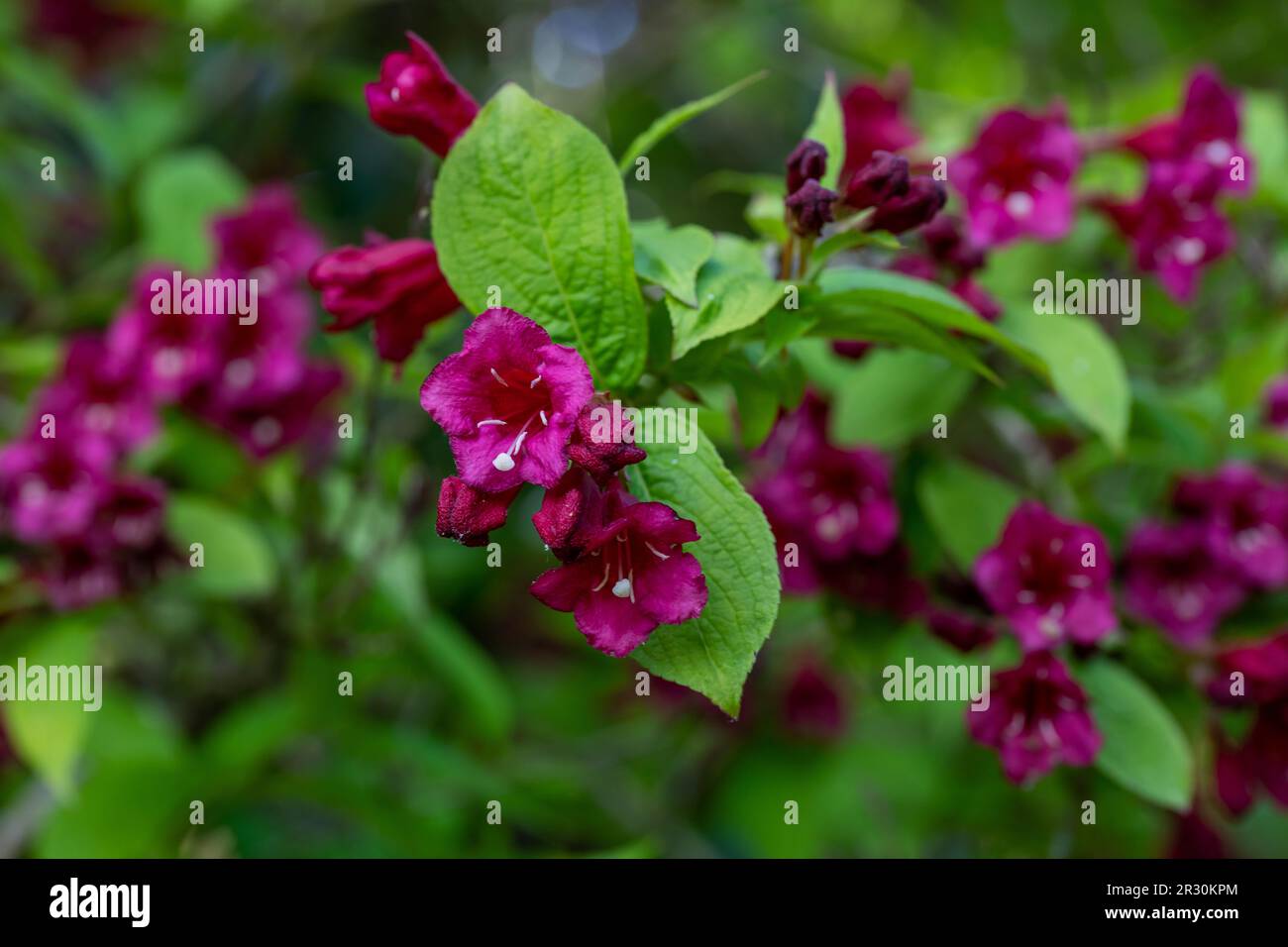 Old fashioned weigela in the Trevince Gardens Estate, Gwenapp,Cornwall ...