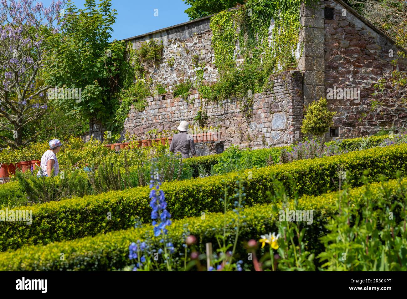 Two visitors in the Walled Garden Trevince Gardens Estate, Gwenapp ...