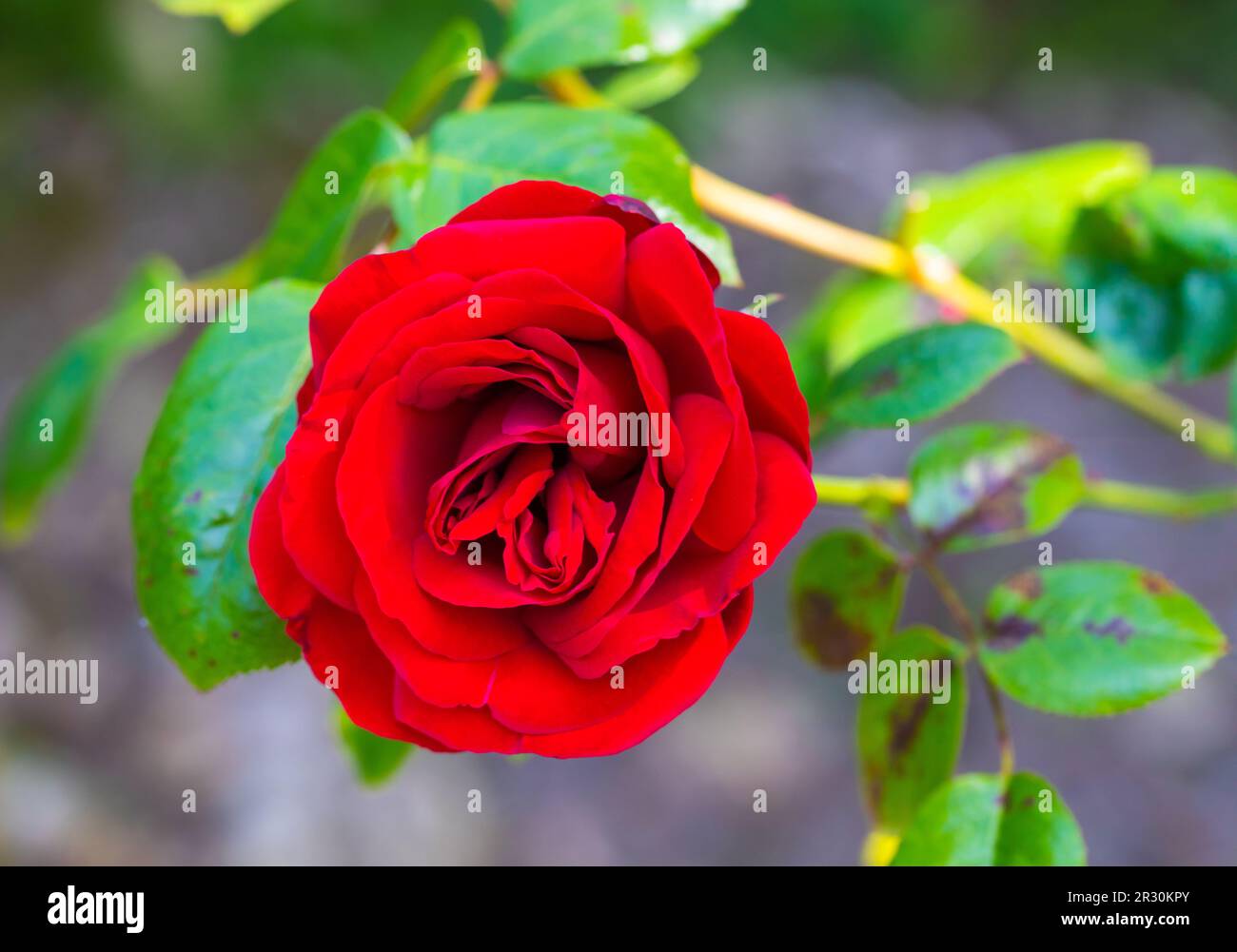 Tea Rose also known as a miniature rose in the Trevince Gardens Estate ...