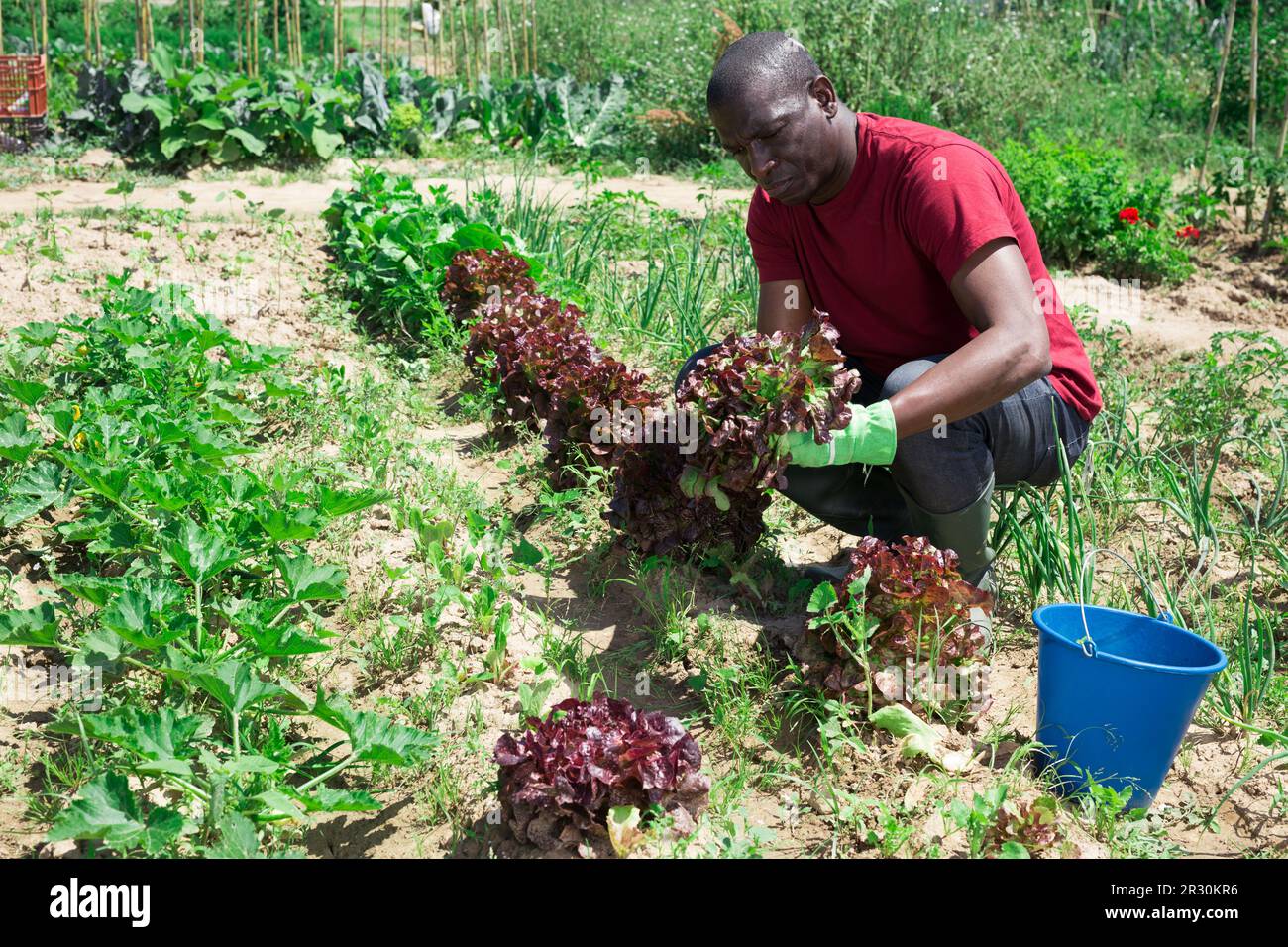African american woman gardener during harvesting of lettuce Stock ...