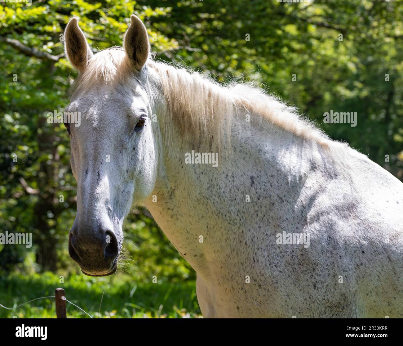 A white Horse in the Trevince Gardens Estate, Gwenapp,Cornwall Stock ...