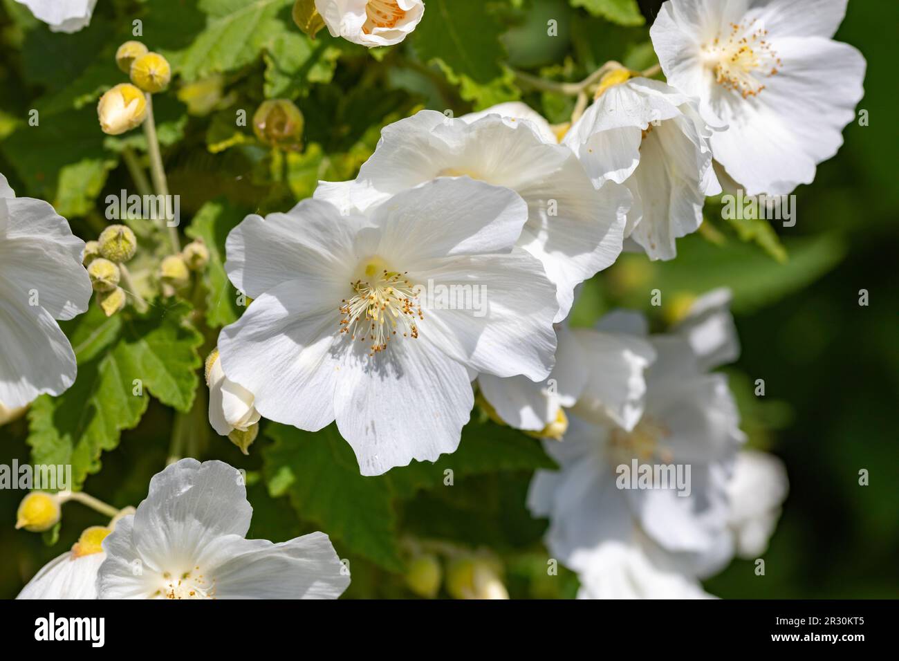 Tropical White Hydrengea in the Trevince Gardens Estate, Gwenapp ...