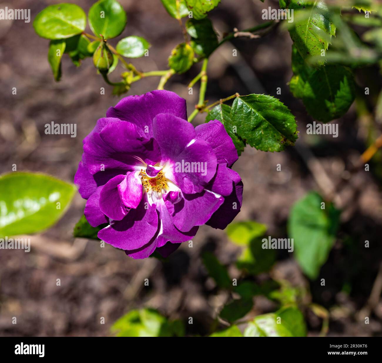 French Rose n the Trevince Gardens Estate, Gwenapp,Cornwall Stock Photo ...