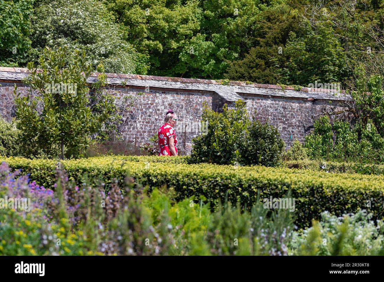 Lady in a red dress in the Trevince Gardens Estate, Gwenapp,Cornwall ...