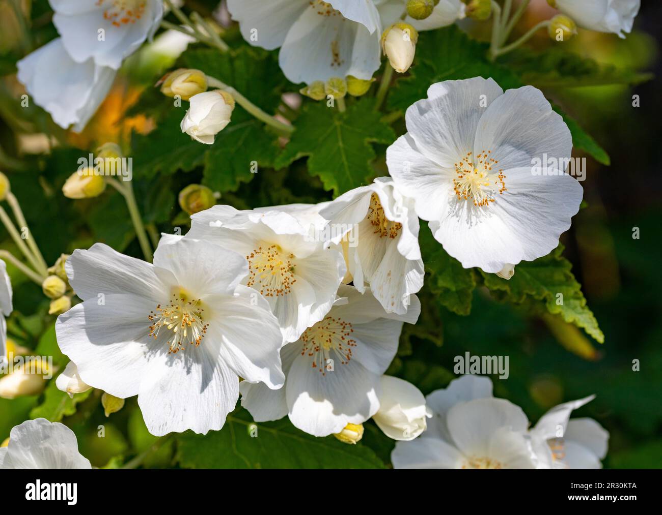 Tropical White Hydrengea in the Trevince Gardens Estate, Gwenapp ...