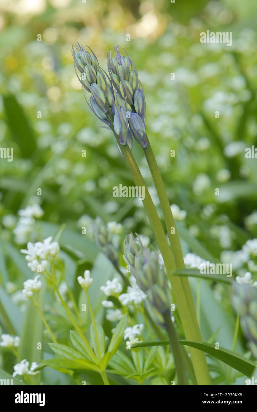 A pair of Hyacinthoides non-scripta, English bluebell flowers growing ...