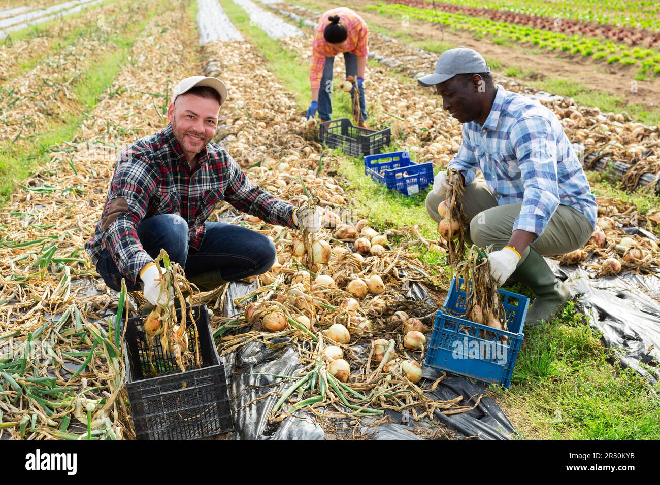 Portrait three positive farmers hi-res stock photography and images - Alamy