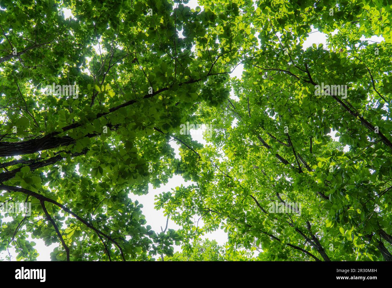 A background of tree leaves taken from the bottom up Stock Photo - Alamy