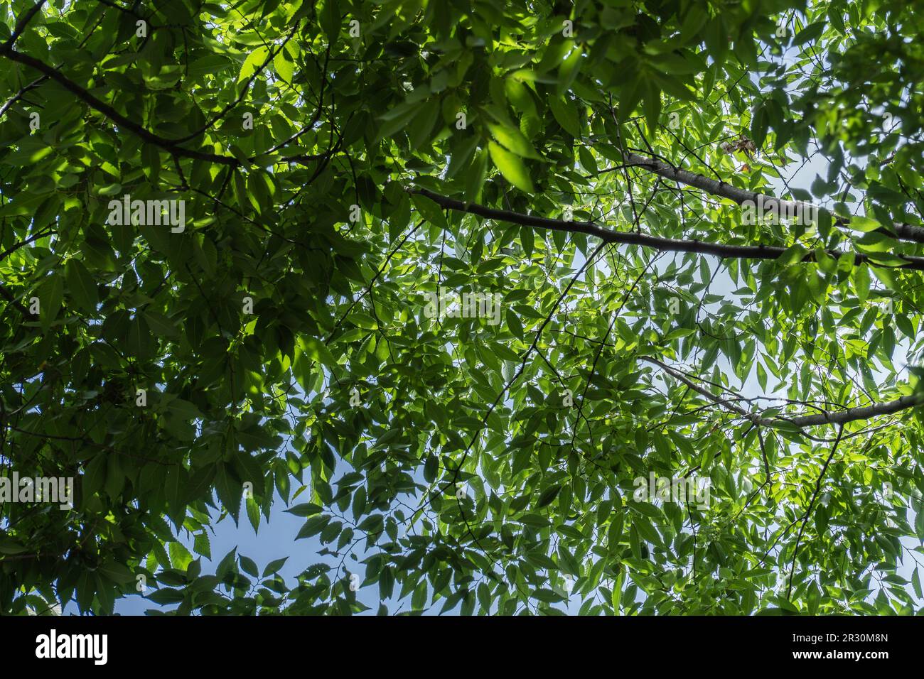 A background of tree leaves taken from the bottom up Stock Photo - Alamy
