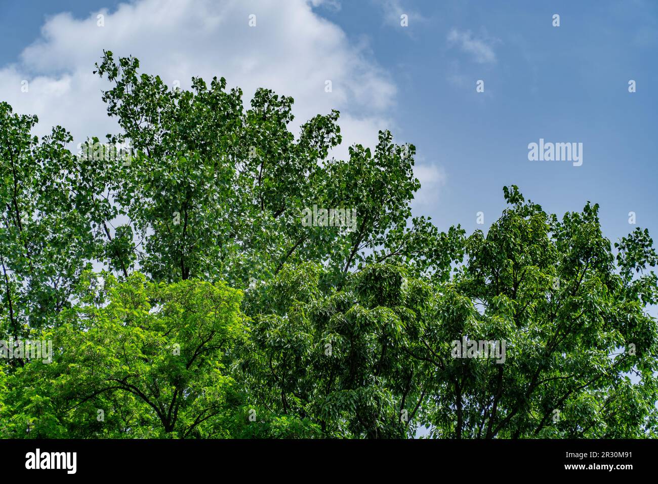 Trees in a forest with a midday sky as a backdrop Stock Photo - Alamy