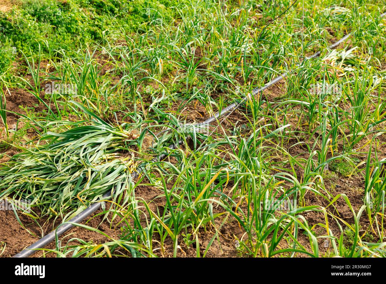 Pile of freshly harvested green young garlic on farm field Stock Photo ...