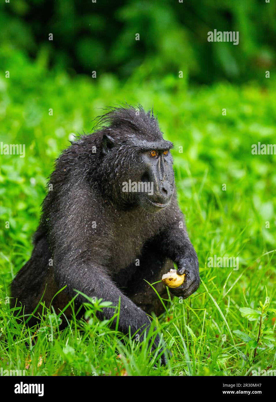 Celebes crested macaque is eating fruit. Indonesia. Sulawesi Stock ...