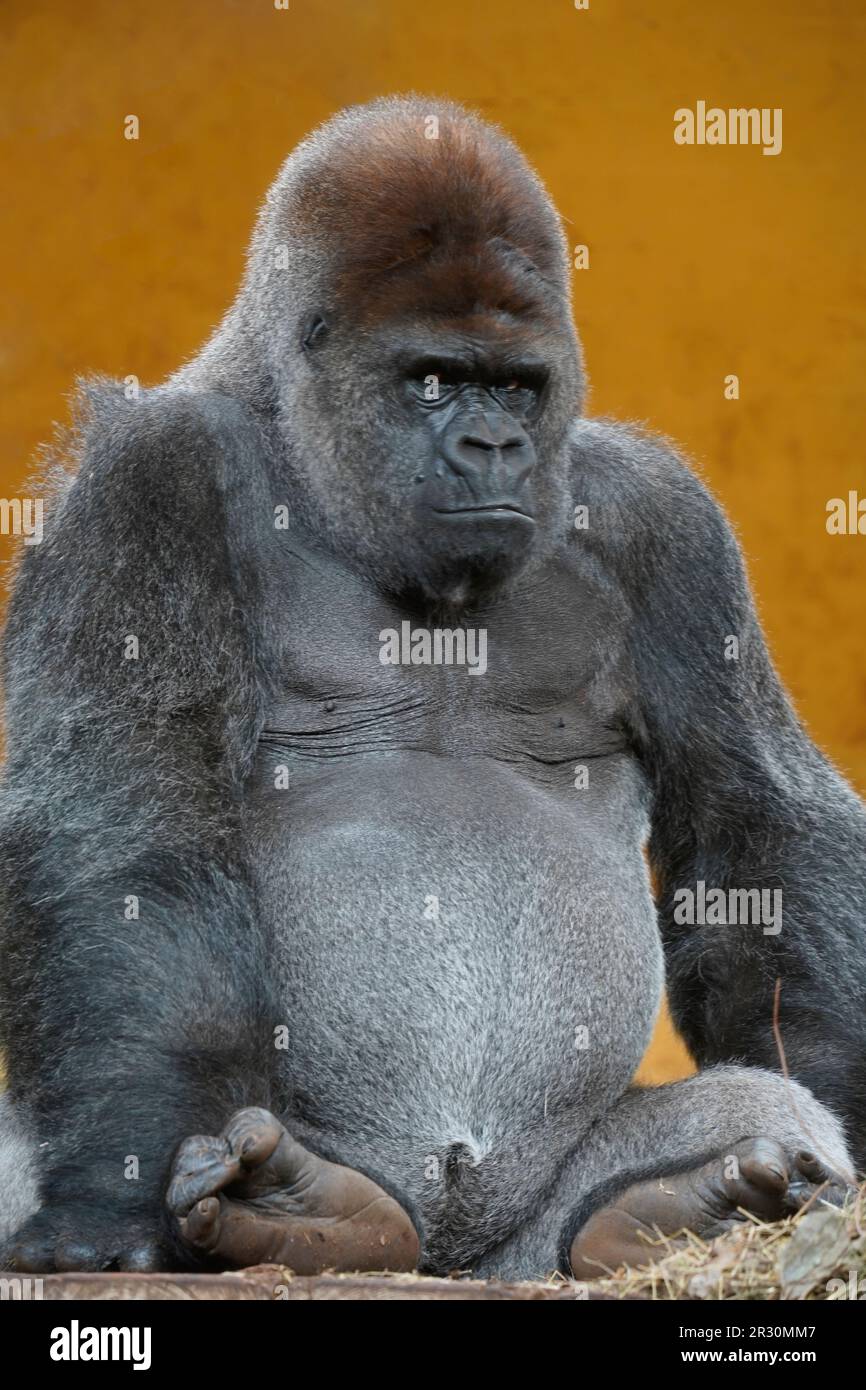 Picture of a captive silverback gorilla set against an orange ...