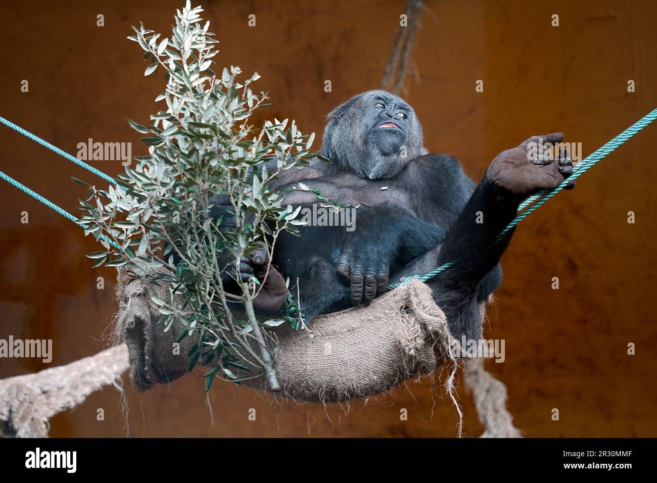 A female gorilla in captivity resting on a hammock, while eating leaves ...