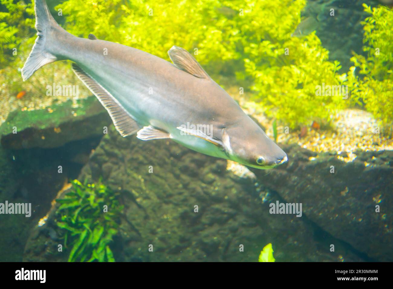 Fish in aquarium of Botanic garden in Prague, Europe Stock Photo - Alamy