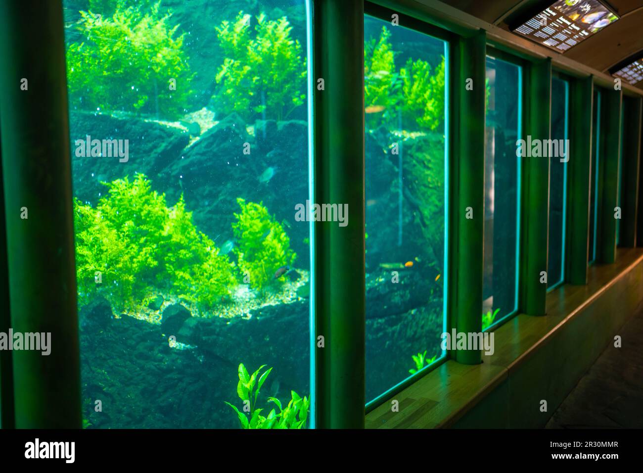 Fish in aquarium of Botanic garden in Prague, Europe Stock Photo - Alamy