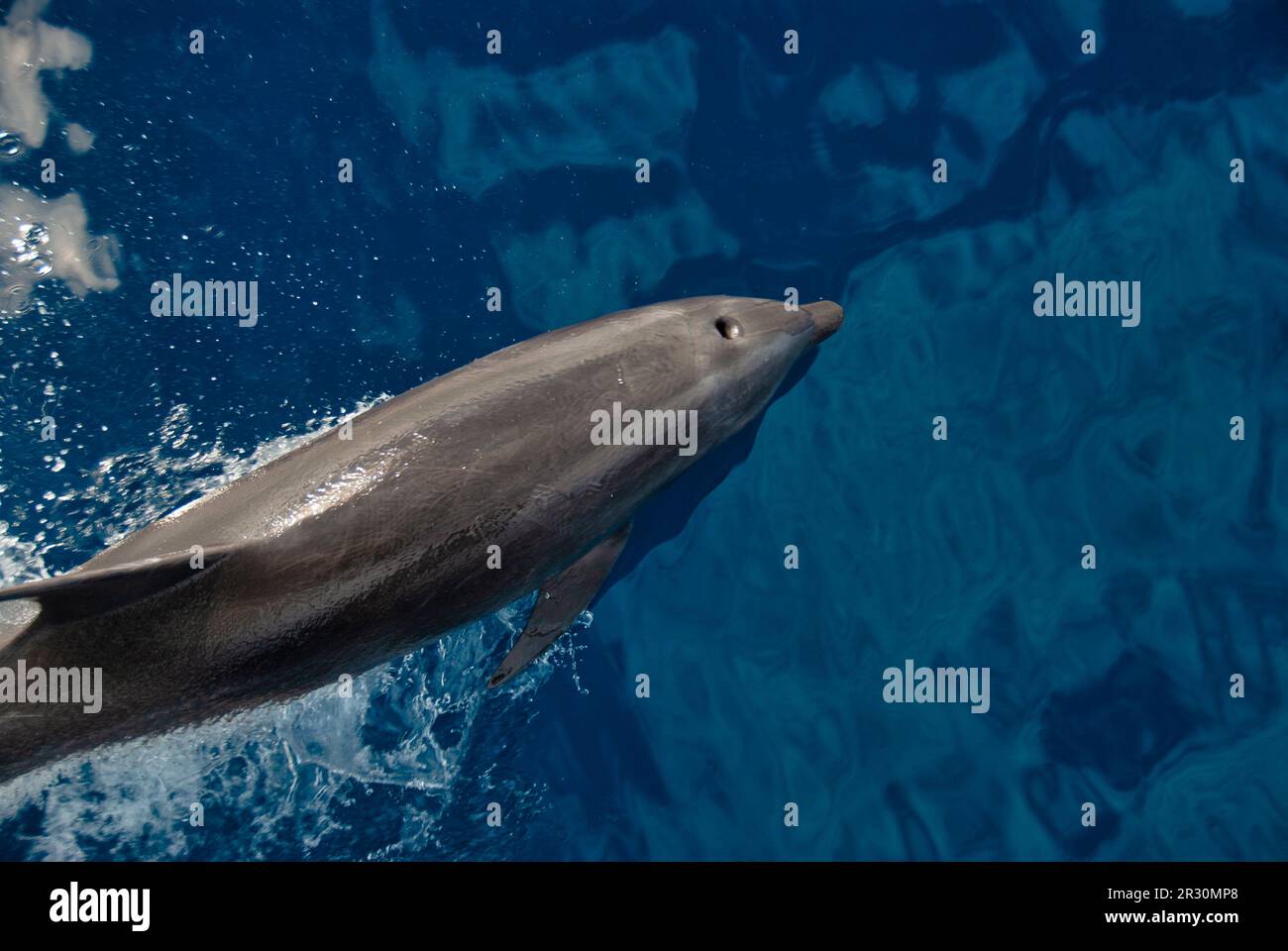 Backgroung of the sea surface with an overhead view of a bottlenose ...