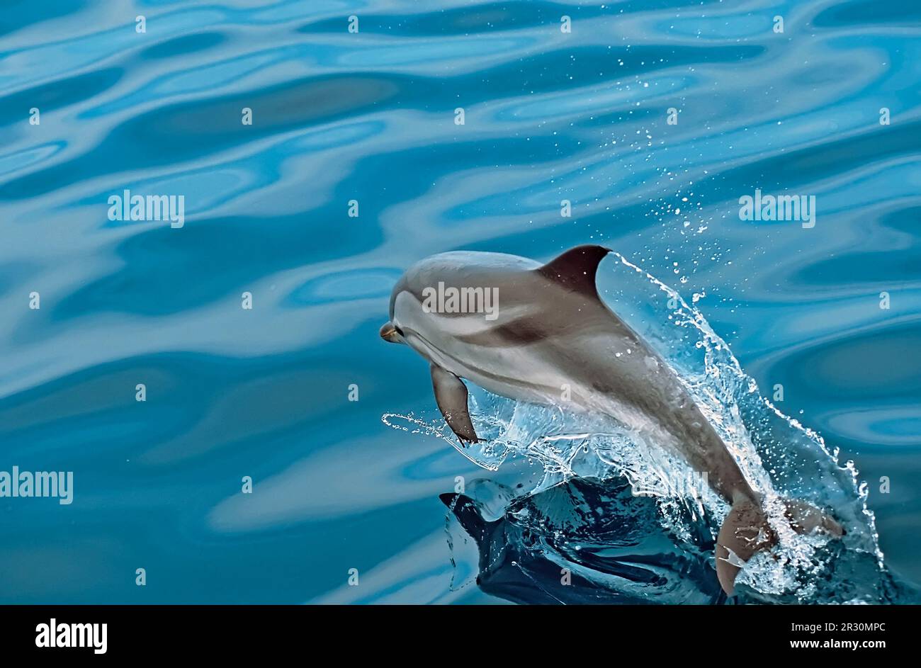 Stenella coeuroalba hi-res stock photography and images - Alamy