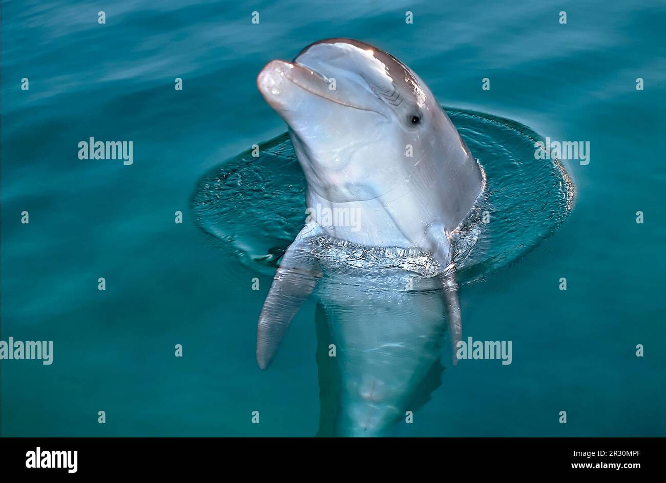 Curious bottlenose dolphin sticking out its head out of the water to ...