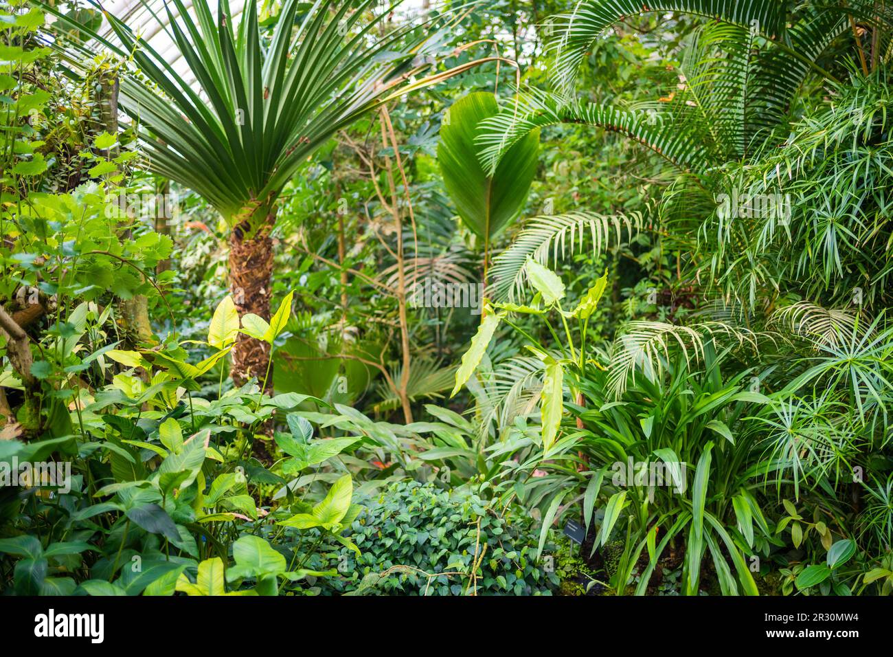 Interior of the giant greenhouse with tropic plants in Botanic Garden ...