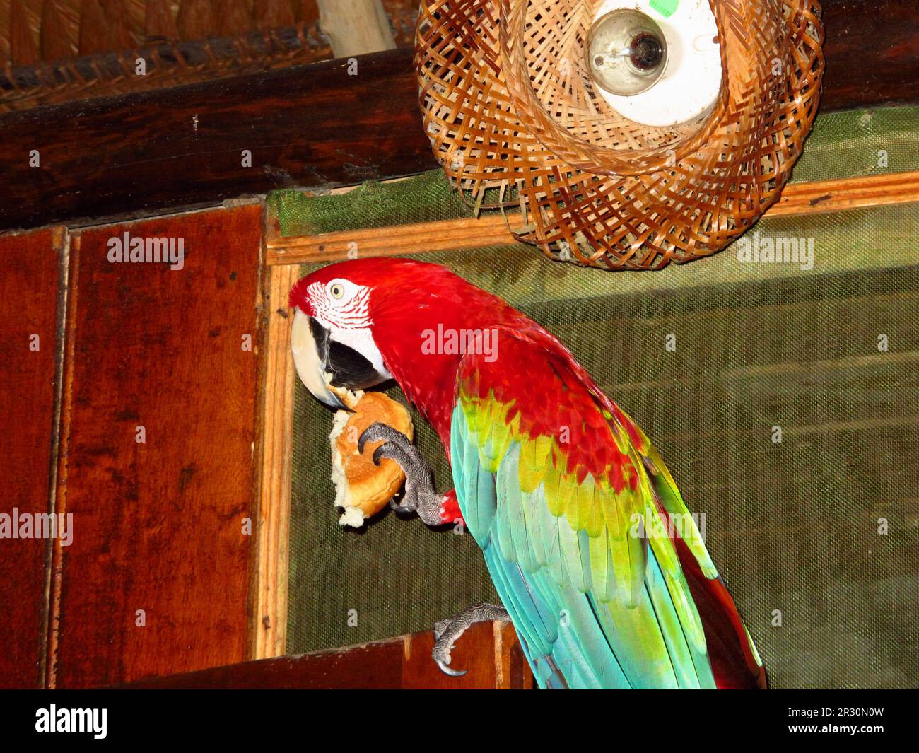 Parrot animal manaus amazônia hi-res stock photography and images - Alamy