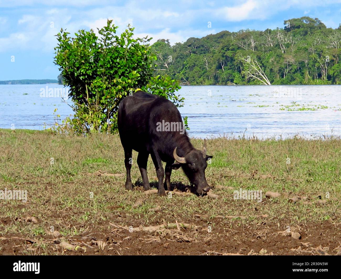 Cow on Amazon river, Peru Stock Photo - Alamy