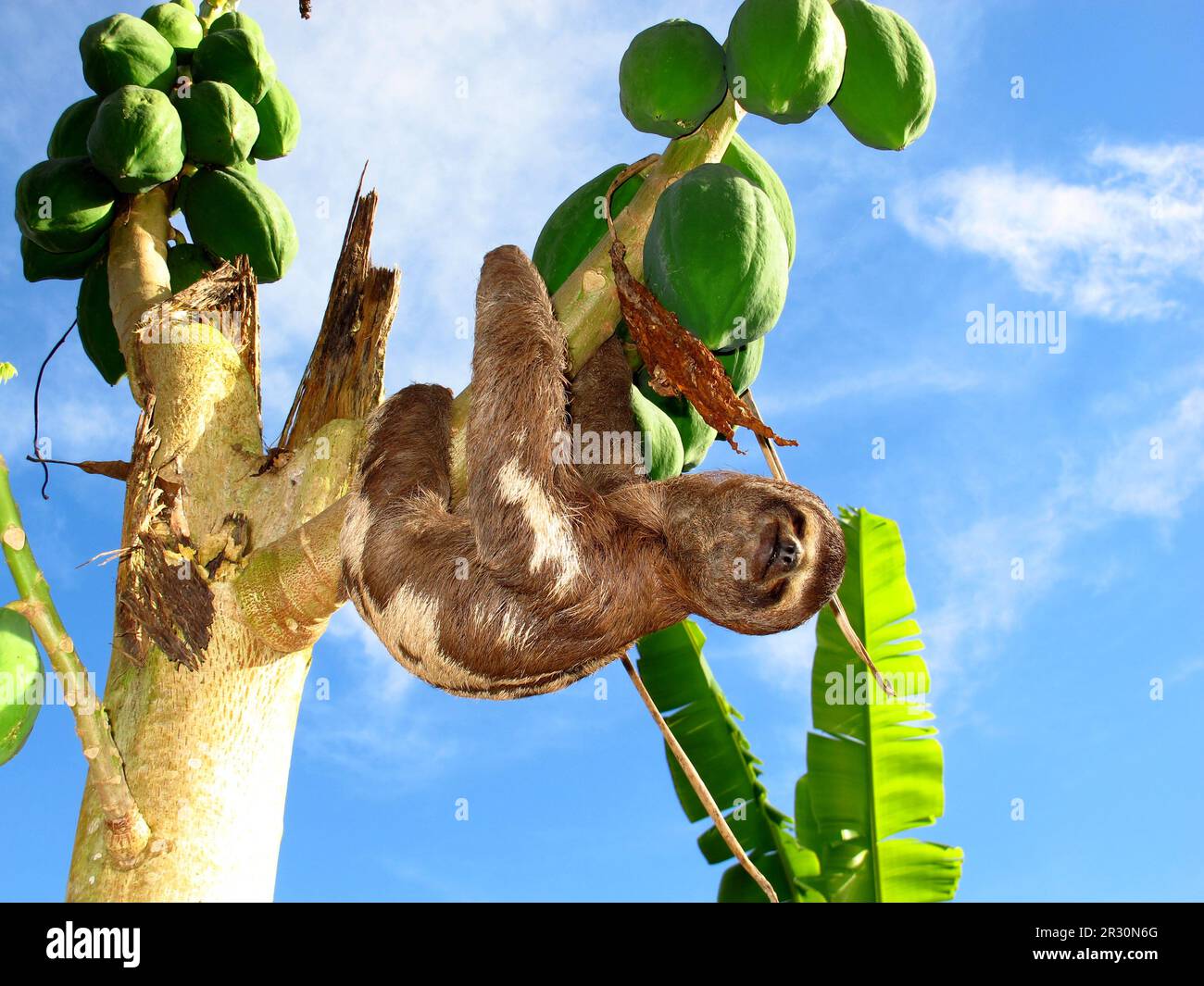 Amazon rainforest peru sloth hi-res stock photography and images - Alamy