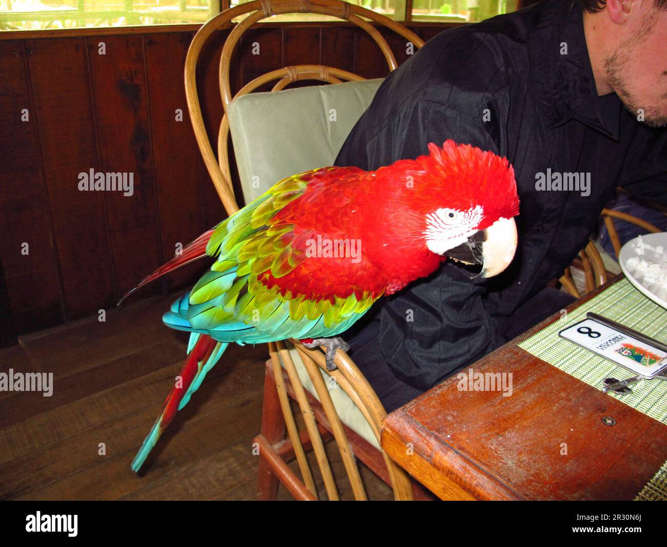 Amazon rainforest aerial bird hi-res stock photography and images - Alamy