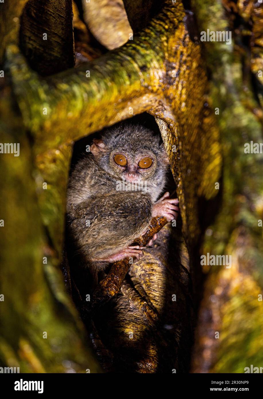 Spectral tarsier is sitting in the hollow of a tropical tree in the ...