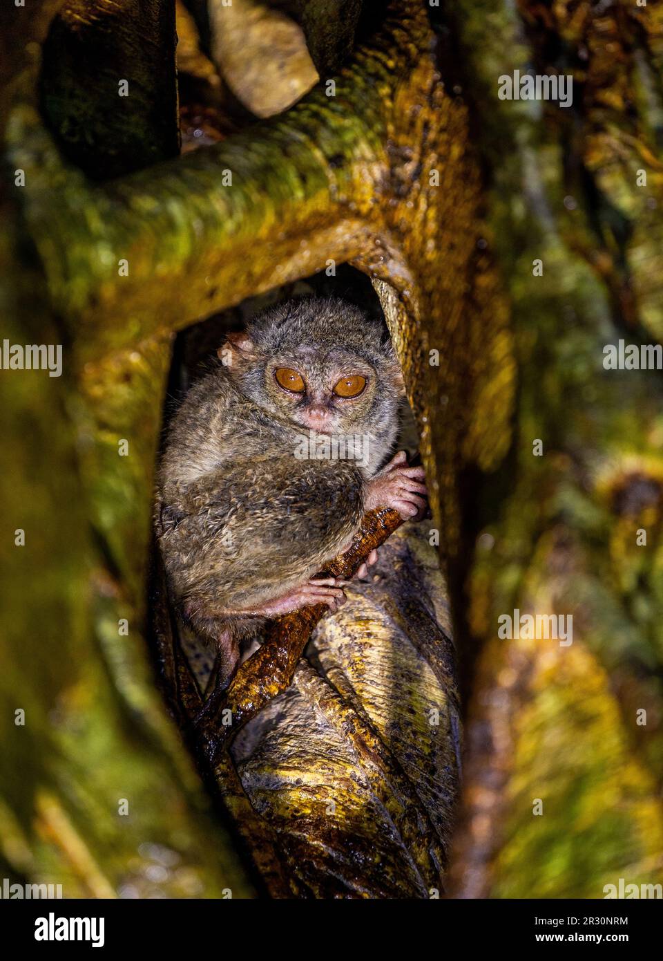 Spectral tarsier is sitting in the hollow of a tropical tree in the ...