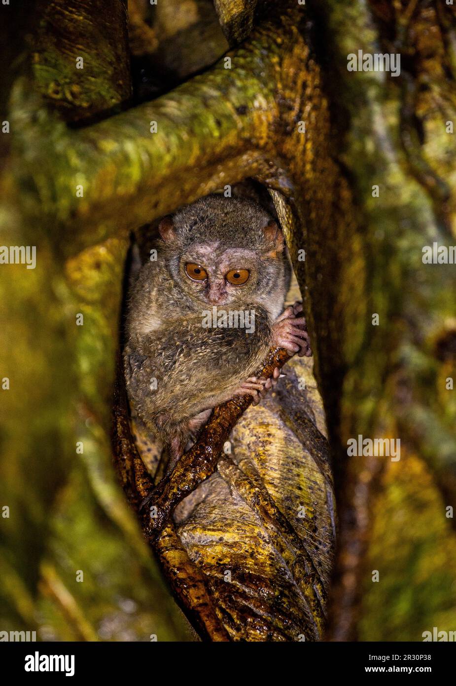 Spectral tarsier is sitting in the hollow of a tropical tree in the ...
