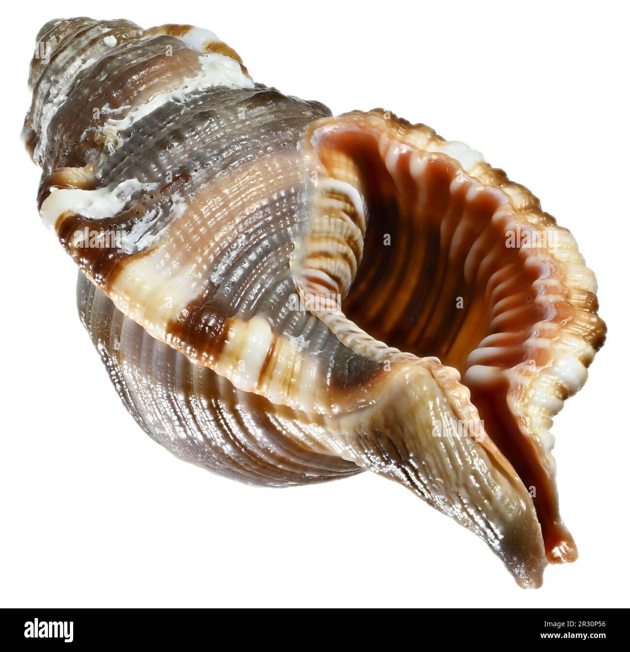 Hairy Triton shell (Monoplex pilearis Stock Photo - Alamy