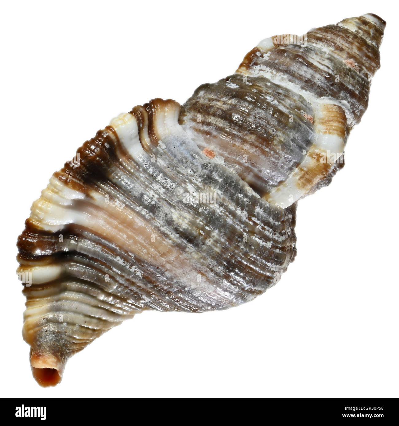 Hairy shell hi-res stock photography and images - Alamy