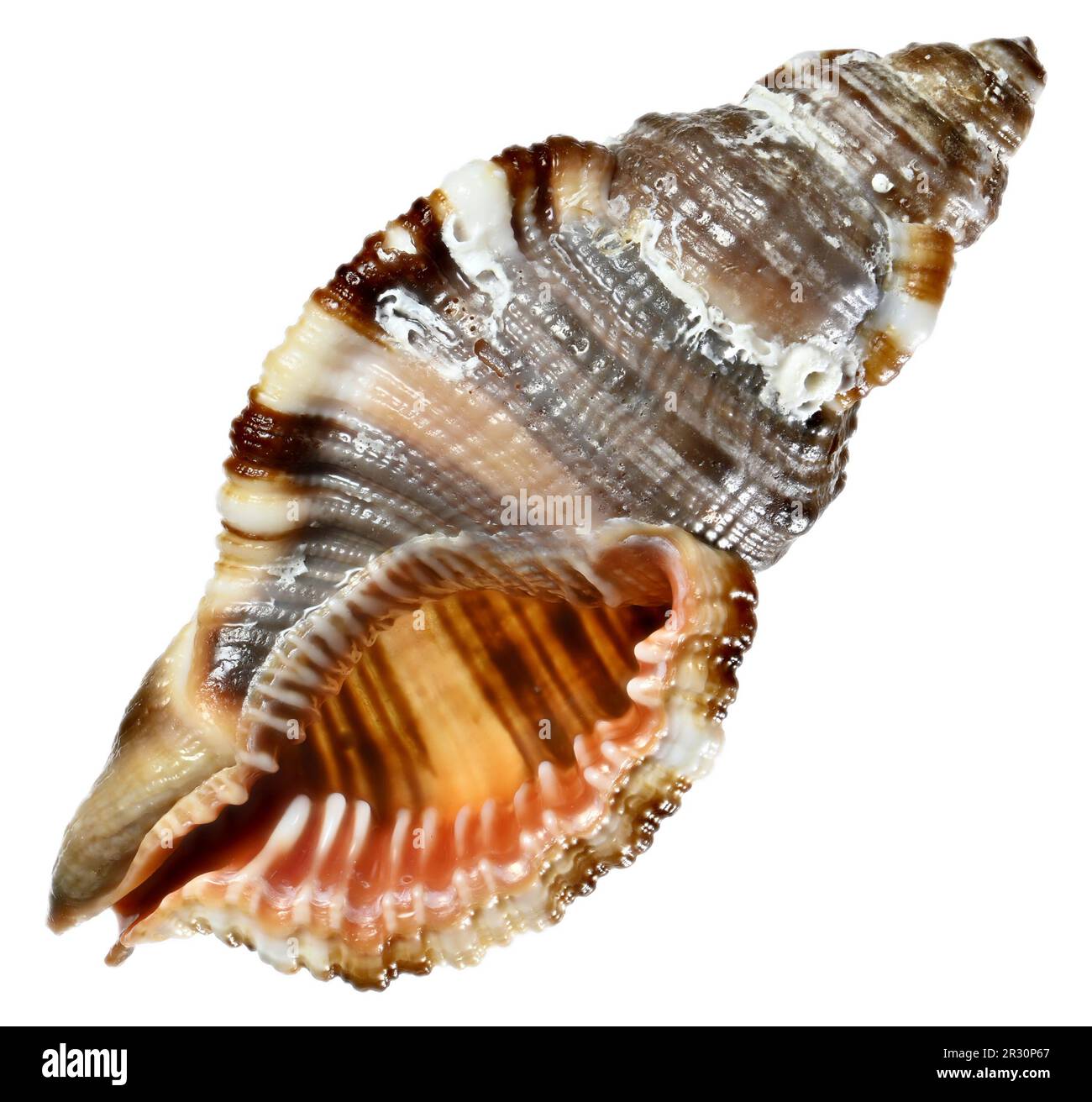 Hairy Triton shell (Monoplex pilearis) with barnacles attached Stock ...