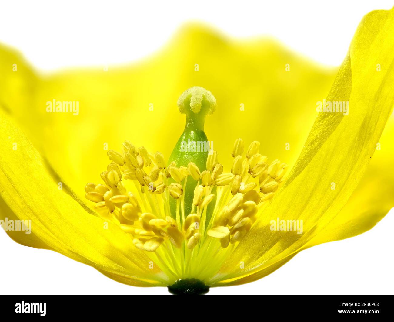 Yellow Poppy - closeup showing the stigma, anthers and pollen (one ...